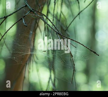 A small spider hanging upside down in its net in the woods Stock Photo ...