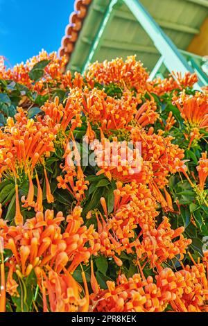 Flame vine (Pyrostegia venusta) growing on a wall in Costa Rica Stock ...