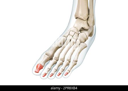 Foot and toe bones with body contours 3D rendering illustration ...