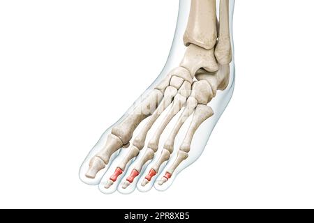 Foot and toe bones with body contours 3D rendering illustration ...