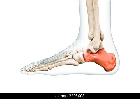 Tarsal bones or tarsus in red with body 3D rendering illustration ...