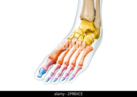 Foot and toe bones with body contours 3D rendering illustration ...