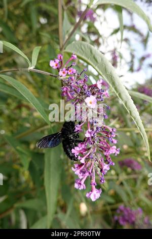 Blauschwarze Holzbiene (Xylocopa violacea) an der Blüte eines ...
