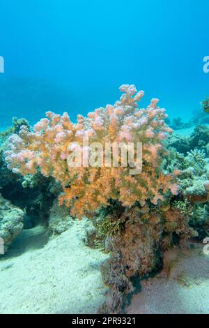 Colorful, picturesque coral reef at the bottom of tropical sea, hard ...