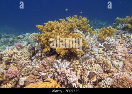 Coral reef underwater. Yellow acropora with orange millepora and purple ...