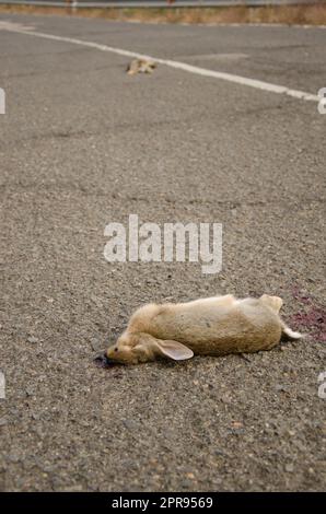 Two dead rabbits Stock Photo - Alamy
