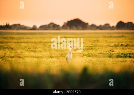 White Stork in meadow at sunset, Podlaskie Voivodeship, Poland, Europe ...