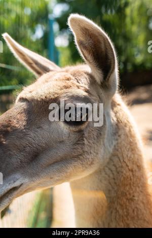 A white llama at a petting zoo Stock Photo - Alamy