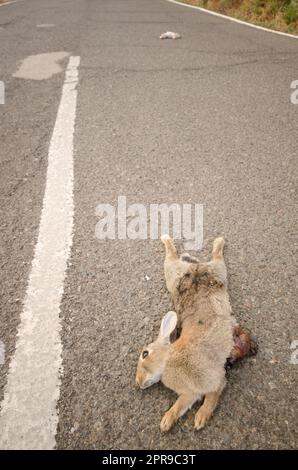 European rabbits run over on the road Stock Photo - Alamy