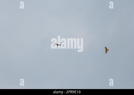 Golden Eagle Couple (aquila chrysaetos Stock Photo - Alamy
