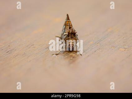 An owl butterfly, a gamma owl on a board Stock Photo - Alamy