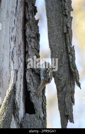 A garden treecreeper, Certhia brachydactyla brings nesting material to ...