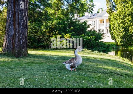 Wild Ducks Sitting on the Grass Near the Pond Stock Photo - Alamy