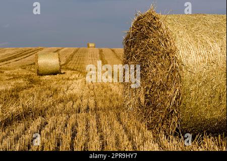 Harvest Time, Angus , Scotland Stock Photo - Alamy