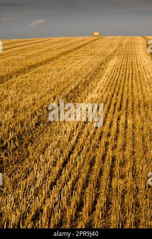 Harvest Time, Angus , Scotland Stock Photo - Alamy