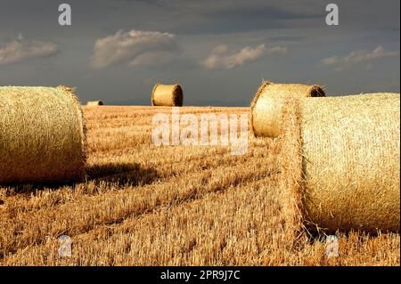 Harvest Time, Angus , Scotland Stock Photo - Alamy