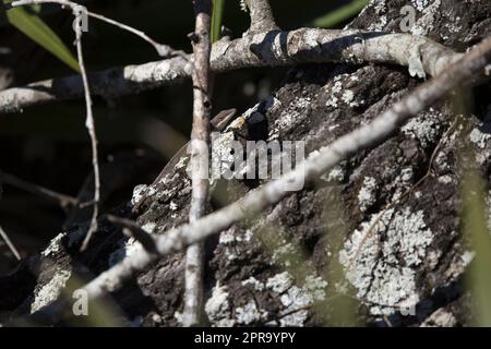 Brown-phase green anole (Anolis carolinensis) turning its head to look ...