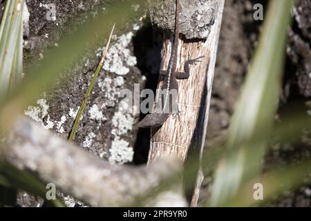 Brown-phase green anole (Anolis carolinensis) turning its head to look ...