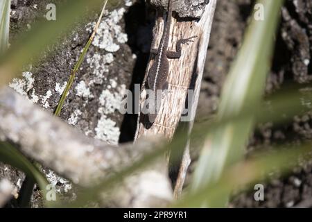 Brown-phase green anole (Anolis carolinensis) turning its head to look ...