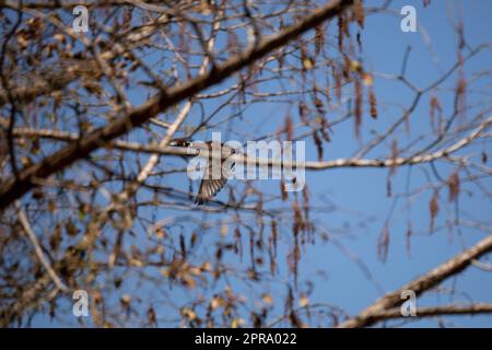 Flying Drake Wood duck Stock Photo - Alamy