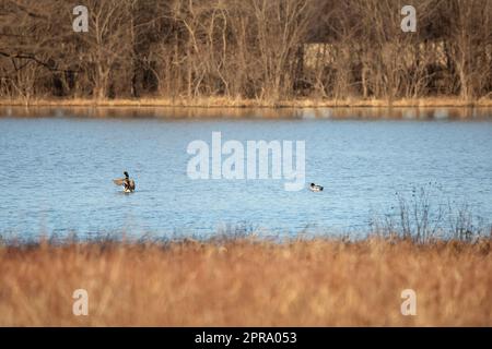 Mallard Drake taking off from water Stock Photo - Alamy