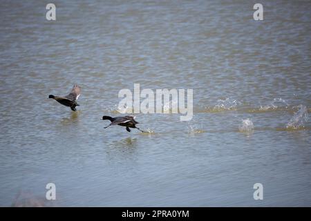American Coot Running Across the Water Stock Photo - Alamy