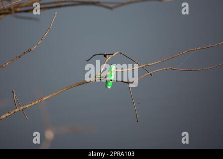 Bright Green Bobber Stock Photo - Alamy