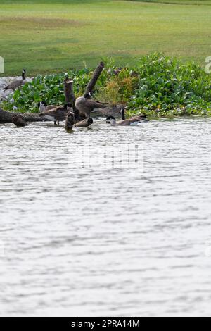 Grooming Canada Geese Stock Photo - Alamy