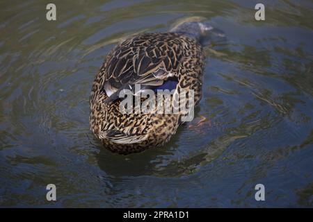 Rouen Duck Hen Stock Photo - Alamy