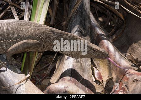 Large monitor lizard widely distributed on the island Sri Lanka Stock ...