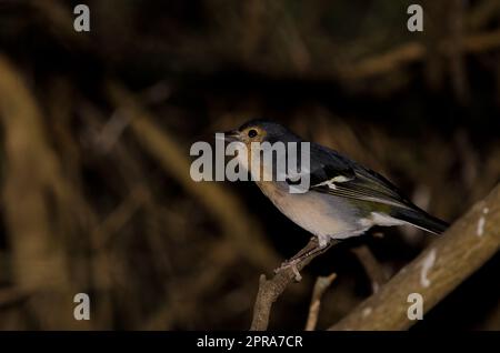 Common chaffinch Fringilla coelebs canariensis on the ground Stock ...