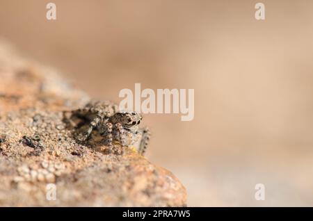 Female jumping spider Aelurillus lucasi. The Nublo Rural Park. Tejeda ...