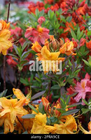 Beautiful blooming yellow azalea flowers in garden Stock Photo - Alamy