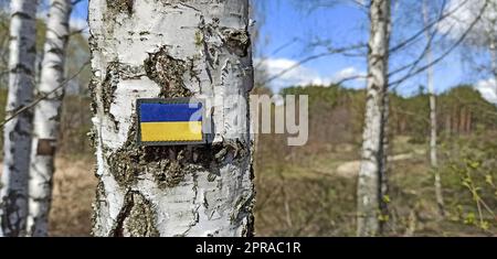 Ukrainian flag on birch in the forest. State symbol of Ukraine Stock ...