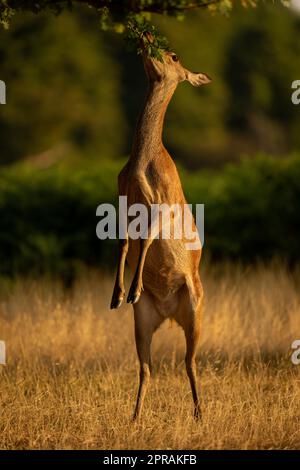 Female red deer browsing on hind legs Stock Photo - Alamy