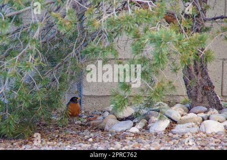 Robin Under Pinon Tree in New Mexico Stock Photo - Alamy