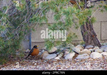 Robin Under Pinon Tree in New Mexico Stock Photo - Alamy