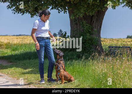 dog trainer with two sniffer dogs Stock Photo - Alamy
