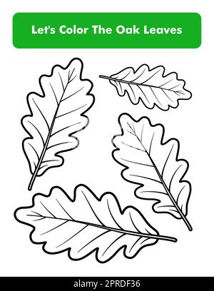 Beech Leaves Coloring Book Page In Letter Page Size. Children Coloring ...