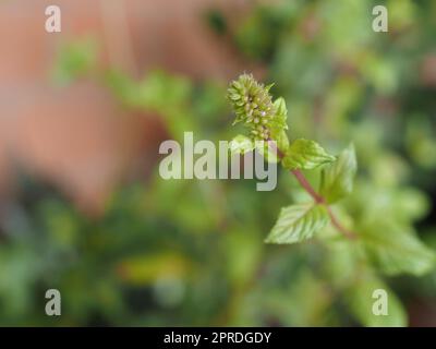 peppermint plant scient. name Mentha piperita Stock Photo - Alamy
