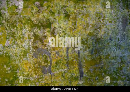 Fungi Green Moss Texture abstract background concrete wall. Rusty ...