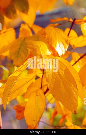 Colorful dotted autumn leaves Stock Photo - Alamy
