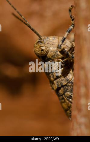 Splendid rock grasshopper Arminda canariensis with a red mite on one of ...