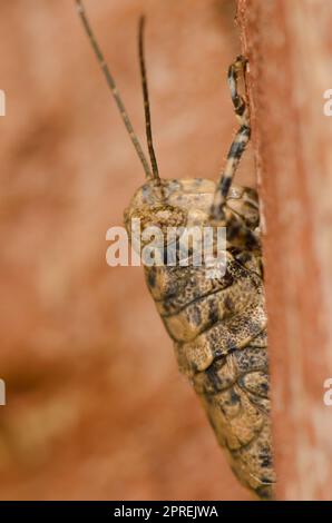 Splendid rock grasshopper Arminda canariensis with a red mite on one of ...