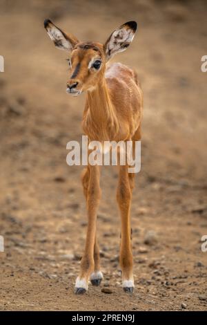Common impala calf stands on stony track Stock Photo - Alamy