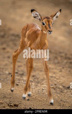Common impala calf walks on stony track Stock Photo - Alamy