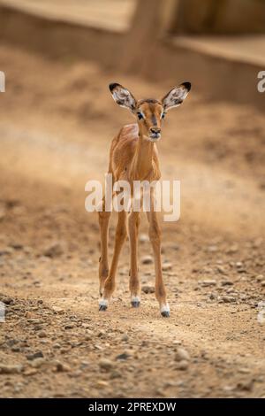Baby common impala stands on dirt track Stock Photo - Alamy