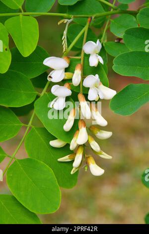 White inflorescences of Robinia pseudoacacia (Latin Robinia ...