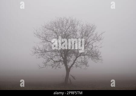 Siluette of a tree in a foggy background Stock Photo - Alamy