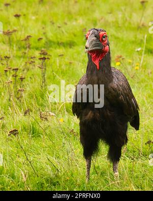 An African horned raven at Marlow Bird Park Stock Photo - Alamy